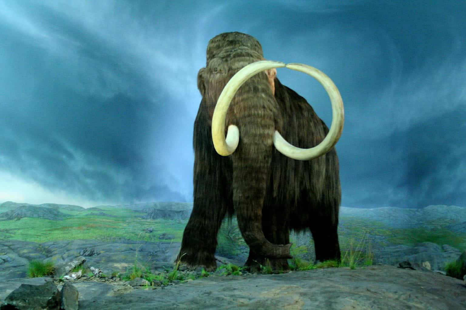 When Did Woolly Mammoths Go Extinct? - A-Z Animals