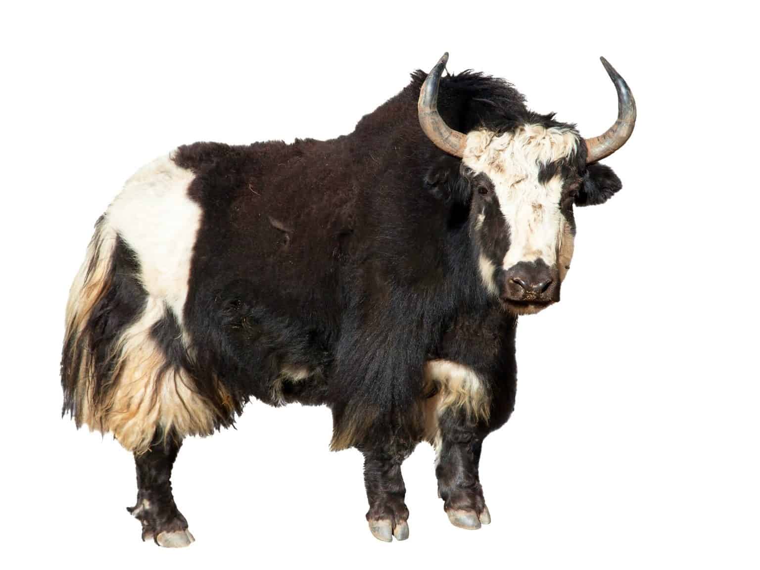 10 Fascinating Facts About Yaks - A-Z Animals