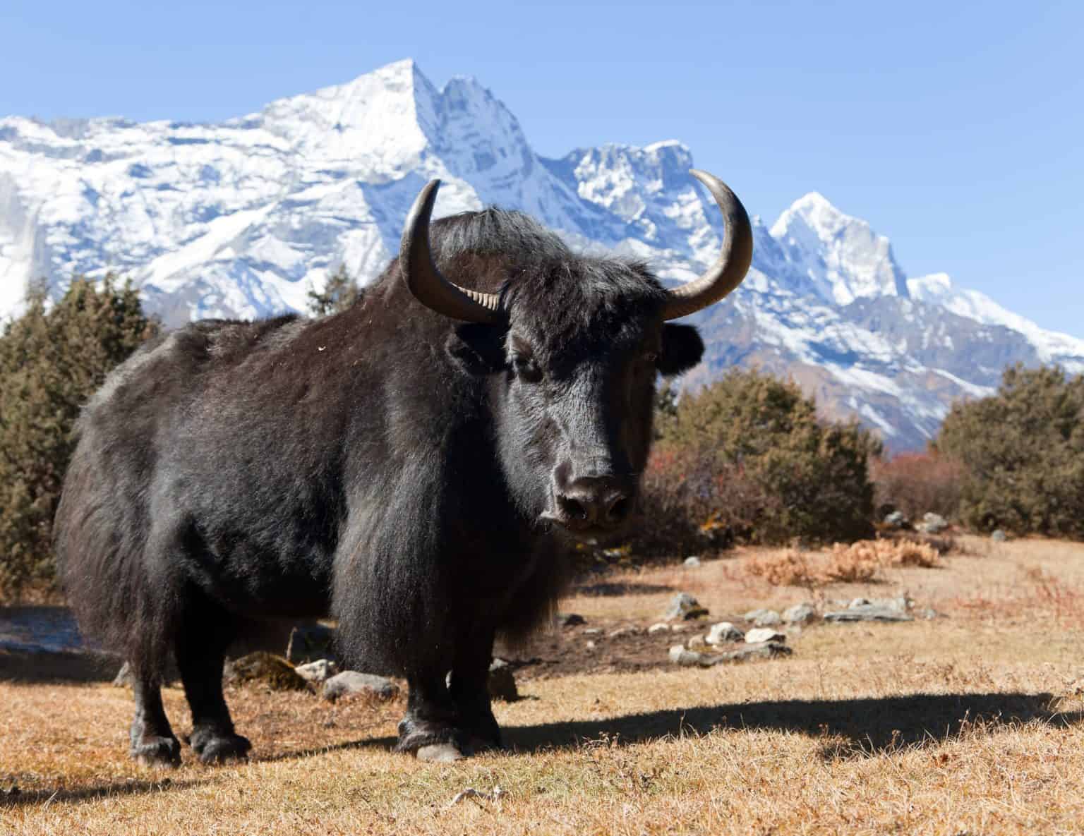 Yak vs Bison: 4 Key Differences Explained - A-Z Animals