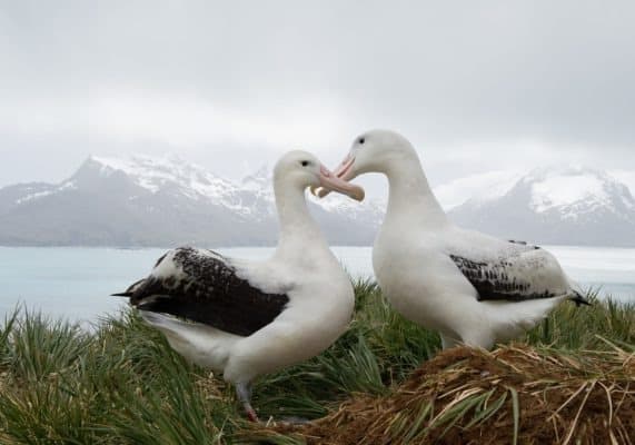 Albatross Animal Facts - Diomedeidae - A-Z Animals