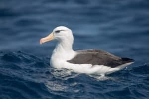 Albatross Animal Facts - Diomedeidae - A-Z Animals