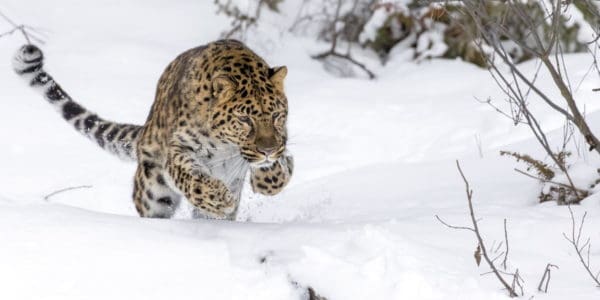 Animals That Start with A - Listed With Pictures, Facts - A-Z Animals