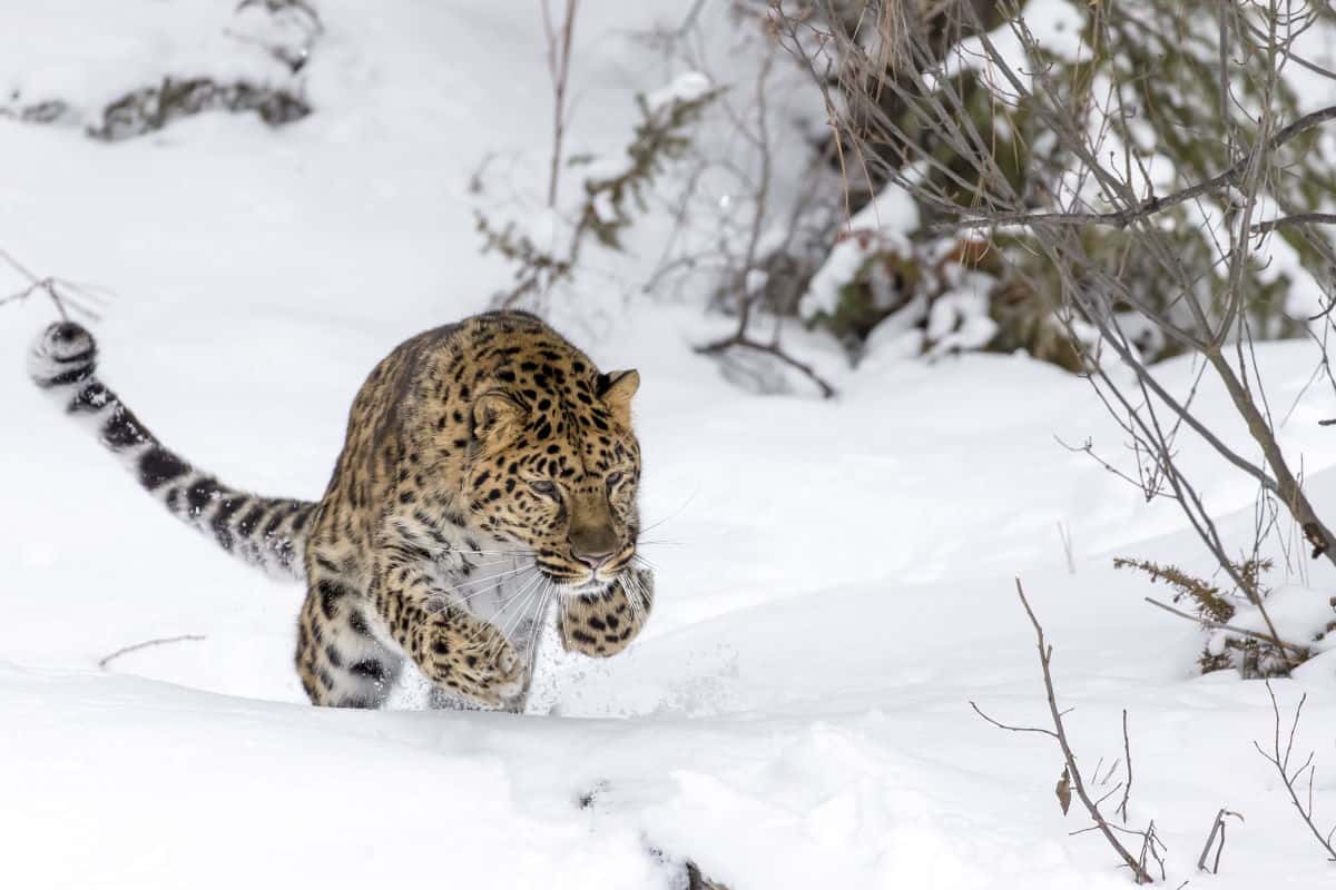 Amur Leopard Animal Facts - Panthera pardus orientalis - A-Z Animals