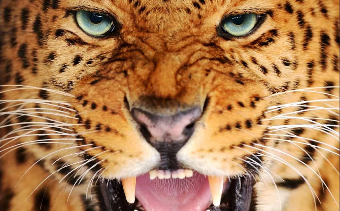 Leopard vs. Gorilla: Who Would Win in a Fight? - A-Z Animals