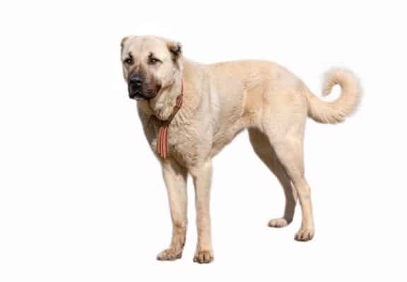 Discover the 10 Most Popular Dog Breeds With Curly Tails - A-Z Animals