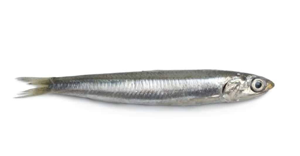 Anchovy Animal Facts - Engraulidae - A-Z Animals