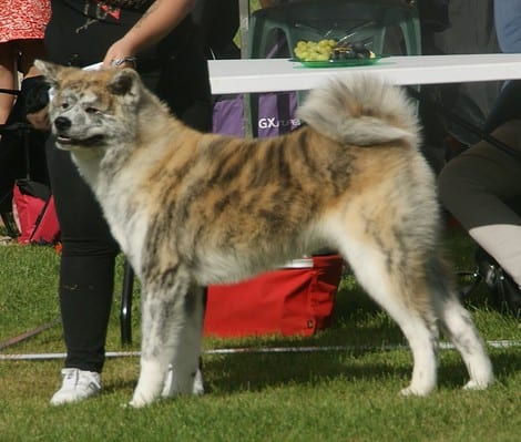 Male vs Female Akita: 6 Key Differences - A-Z Animals
