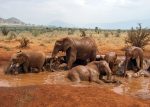 The Science Behind the Incredible Long-Term Memory of Elephants - A-Z ...