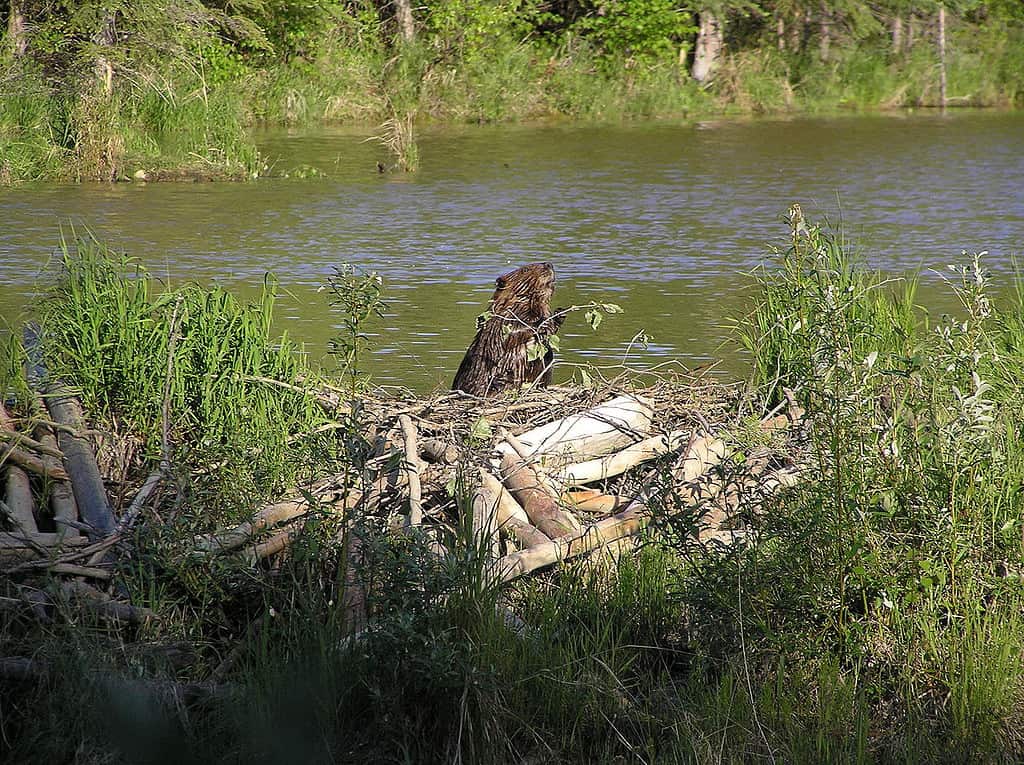 Ecosystem Rockstars: Learn 10 Incredible Beaver Facts Amid UK ...