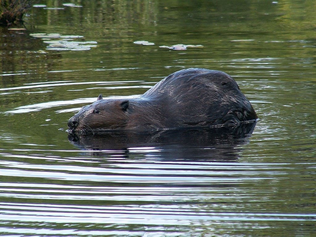 Beaver Quiz: Test What You Know! - A-Z Animals