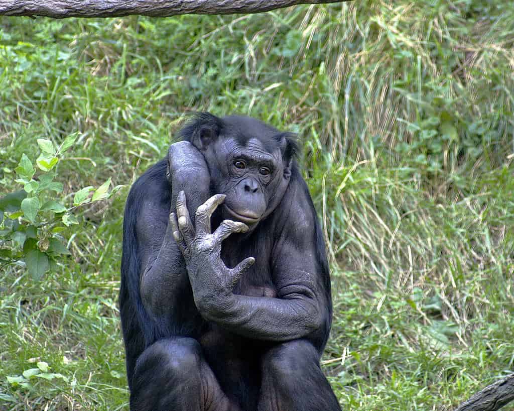 Bonobos Make Love, Not War to Resolve Their Conflicts - A-Z Animals