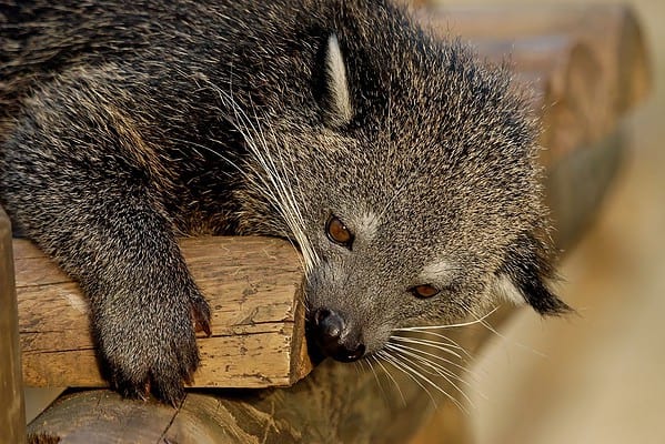 Binturong Animal Facts - Arctictis binturong - A-Z Animals