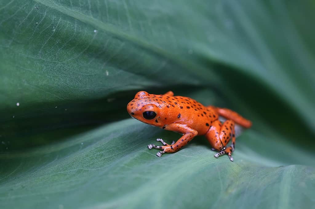 Poison Dart Frog Animal Facts - A-Z Animals