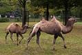 17 Resilient Animals That Adapt To Their Environment - A-Z Animals