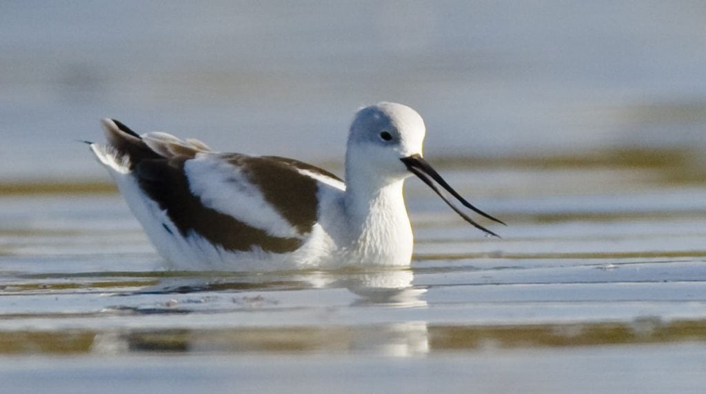 Avocet Animal Pictures | A-Z Animals