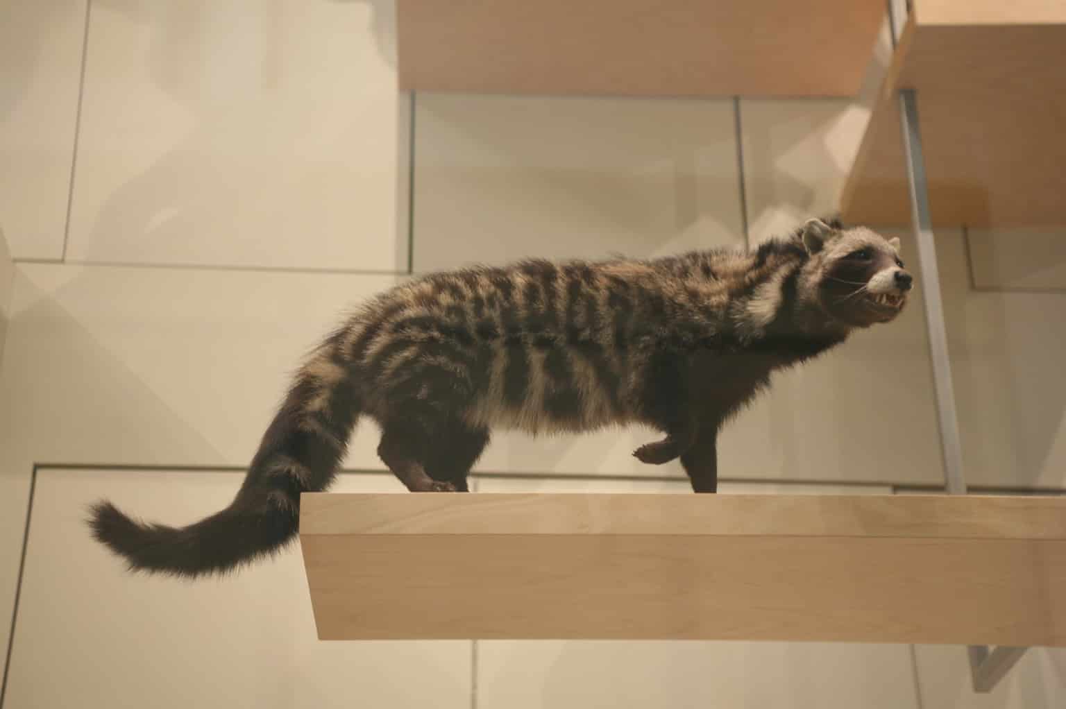 African Civet Animal Facts - Civettictis civetta - A-Z Animals