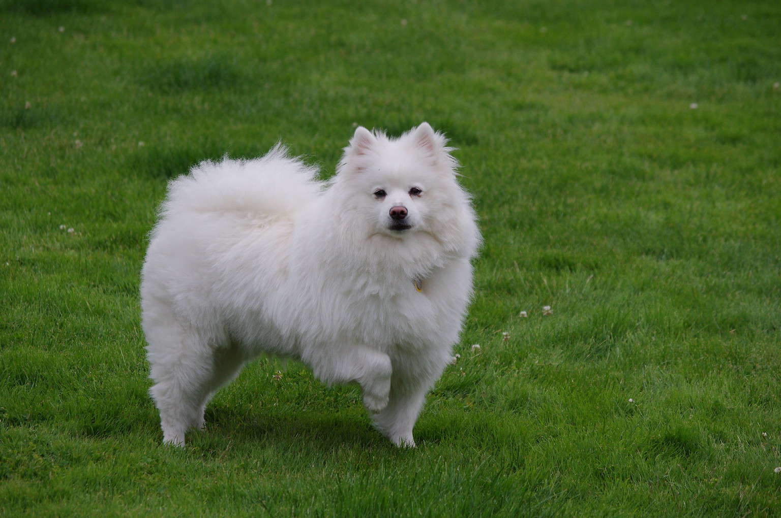 78 Amazing Russian Dog Names and Their Meanings - A-Z Animals