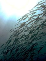 Barracuda Animal Facts - Sphyraenidae - A-Z Animals