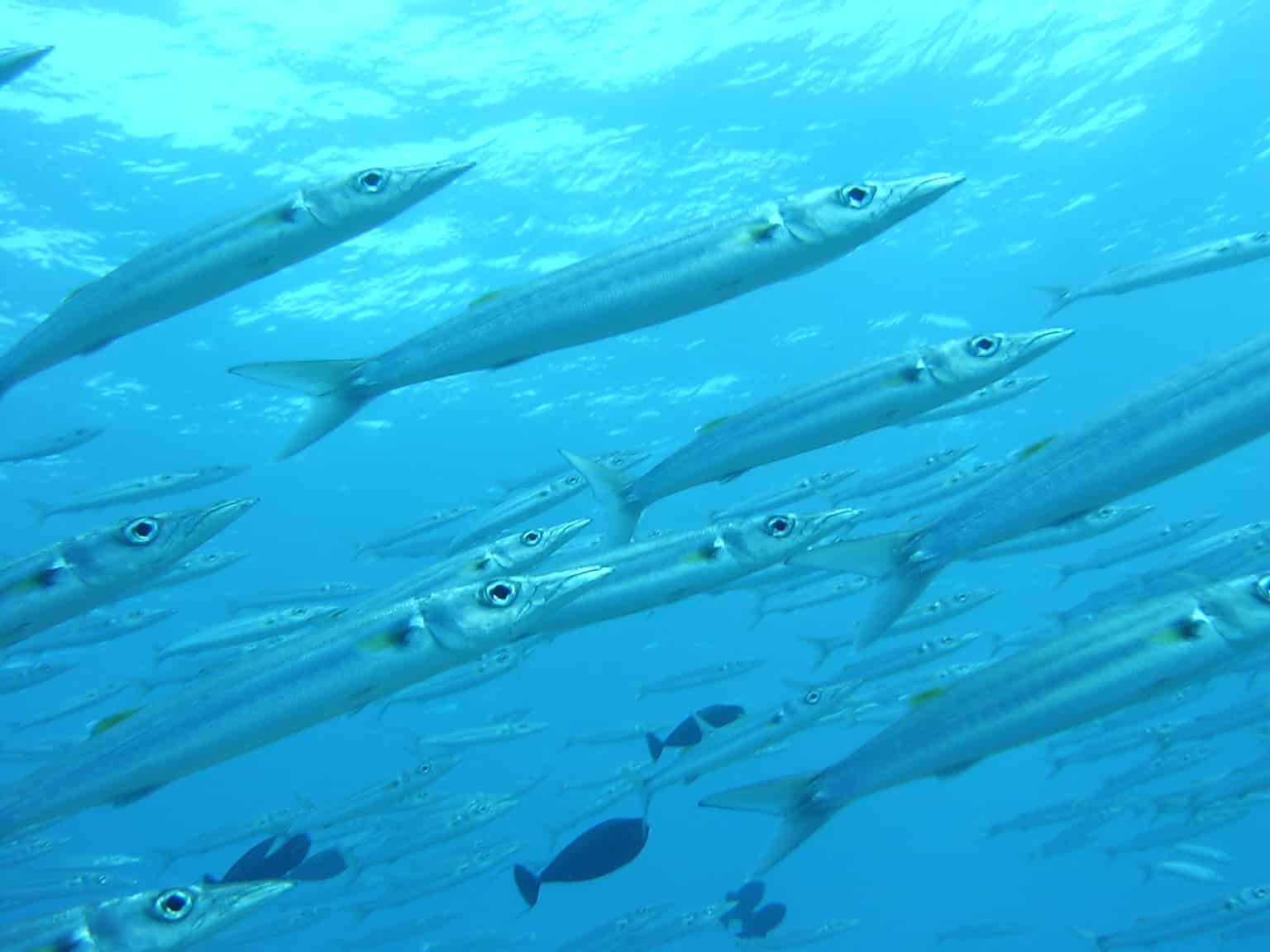Why Barracudas Are the Ocean's Most Intriguing and Terrifying Fish - A ...