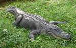 Are There Alligators or Crocodiles in Puerto Rico? - A-Z Animals