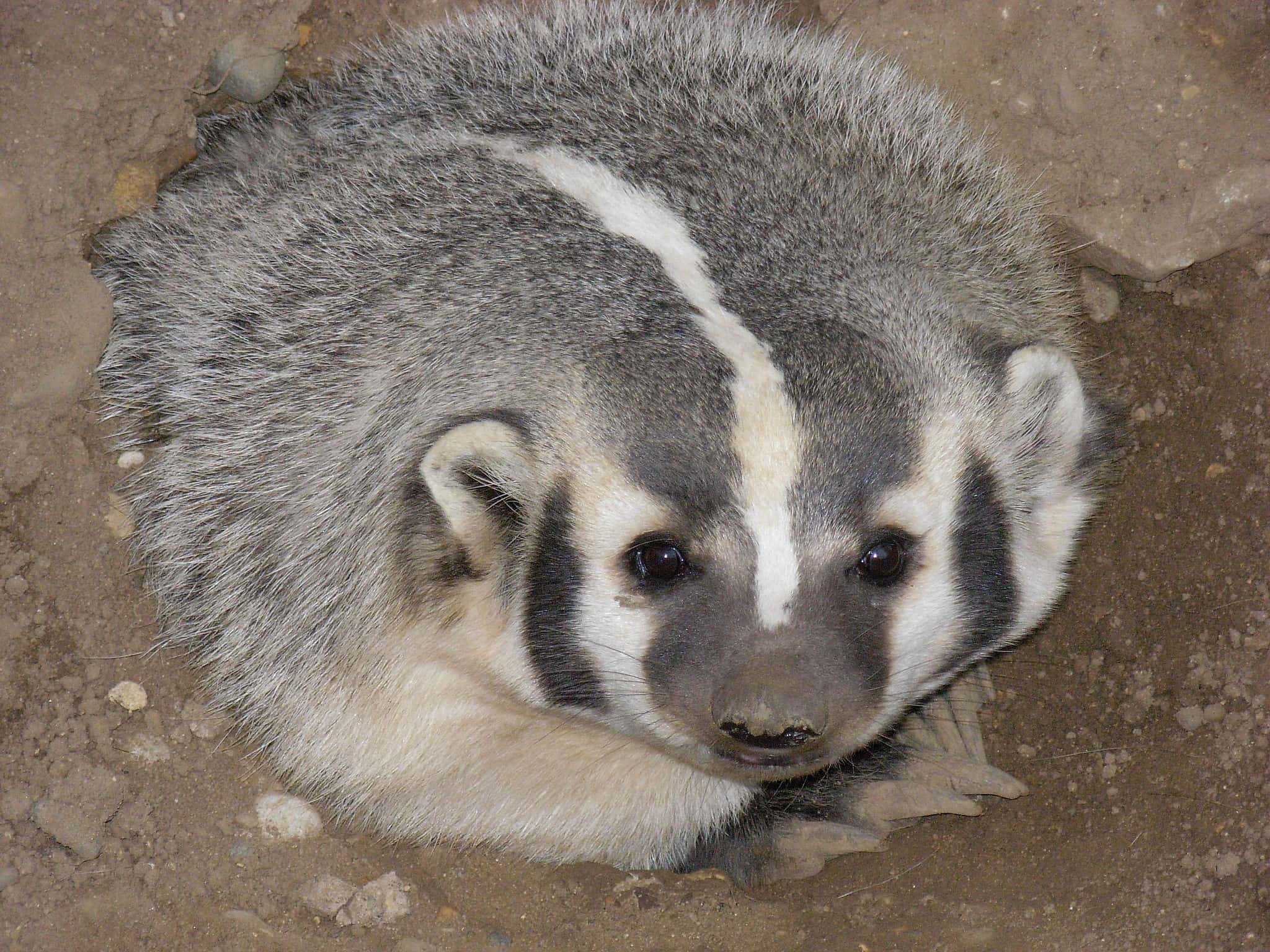 Badger Animal Facts - Mustelidae - A-Z Animals