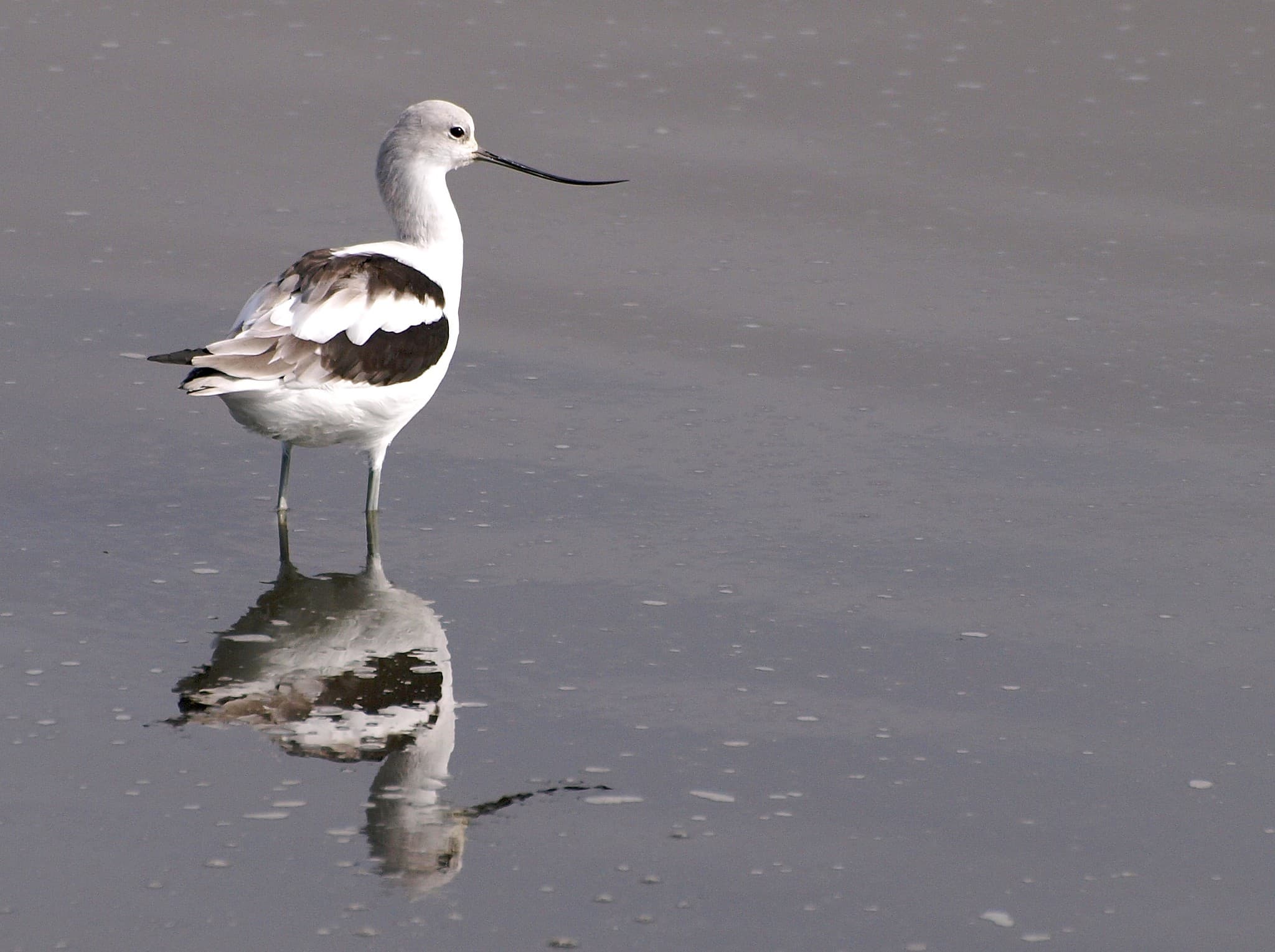 Avocet Bird Facts - Recurvirostra - A-Z Animals