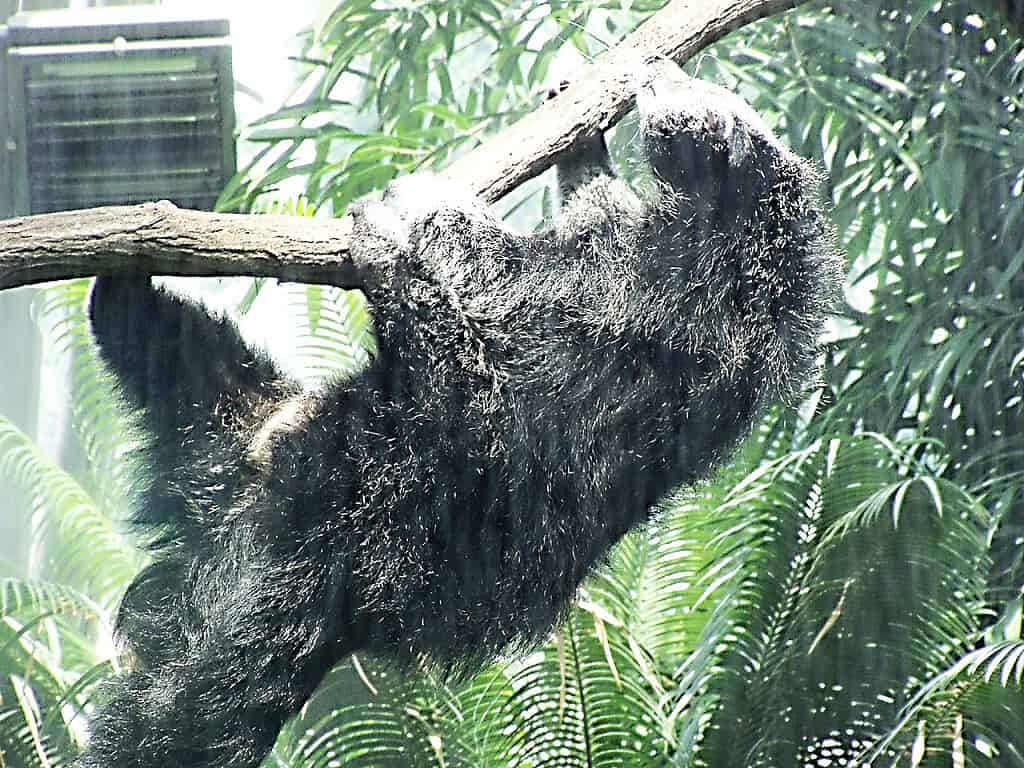 Binturong Animal Facts - Arctictis binturong - A-Z Animals