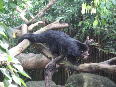 Binturong Animal Facts - Arctictis binturong - A-Z Animals