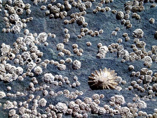 Barnacle Animal Pictures | A-Z Animals