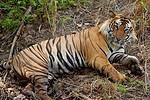 What Do Bengal Tigers Eat? - A-Z Animals