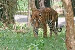 What Do Bengal Tigers Eat? - A-Z Animals