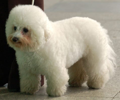 Bichon Frise Animal Facts - Canis lupus familiaris - A-Z Animals