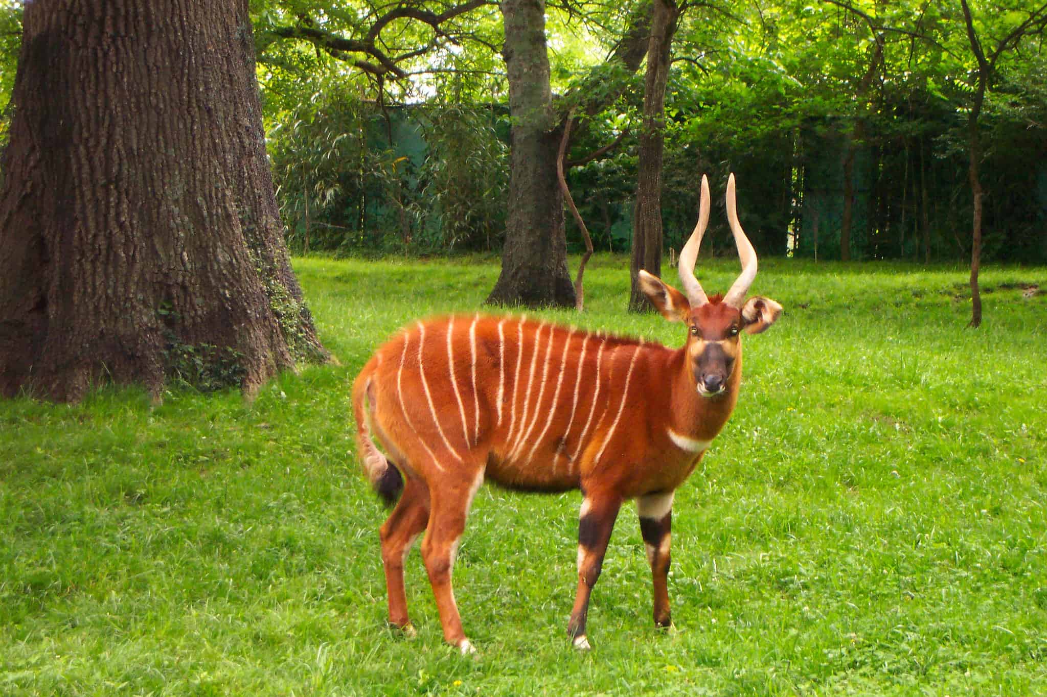 Bongo Animal Facts - Tragelaphus eurycerus - A-Z Animals