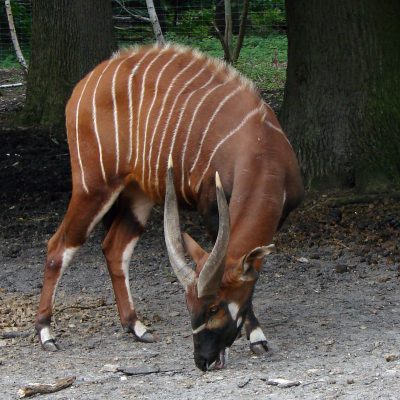 Bongo Animal Facts - Tragelaphus eurycerus - A-Z Animals