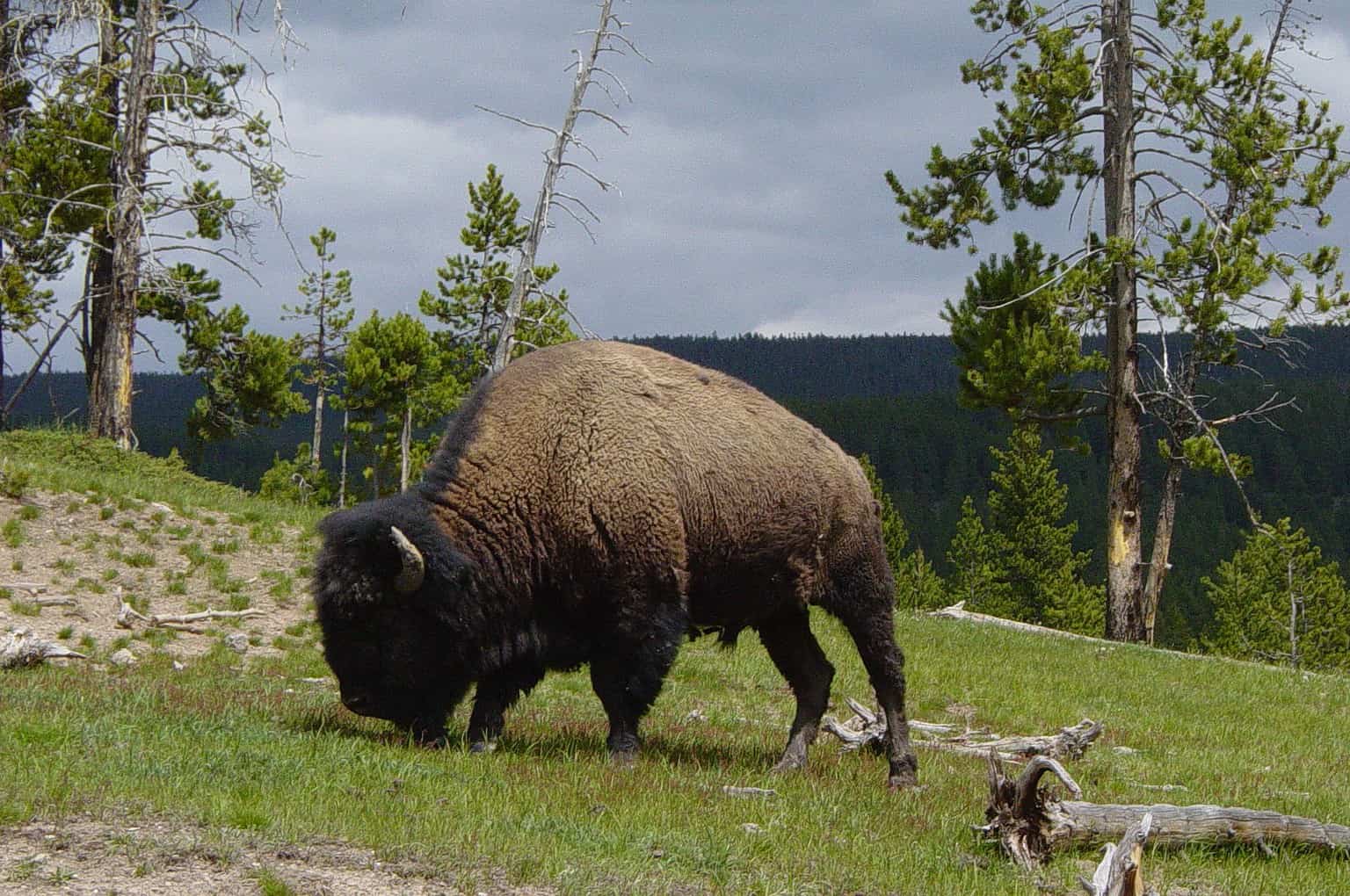 How Big is the Yellowstone Volcano? - A-Z Animals