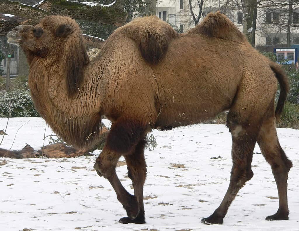 Bactrian Camel Animal Facts - Camelus bactrianus - A-Z Animals
