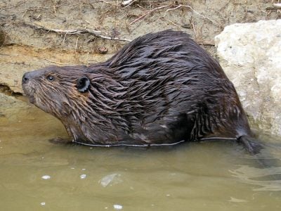 Beaver Tracks: Identification Guide for Snow, Mud, and More - A-Z Animals
