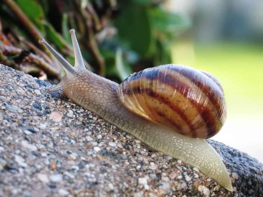 The Radula: How Snails Use Their Unique Feeding Structure to Consume ...