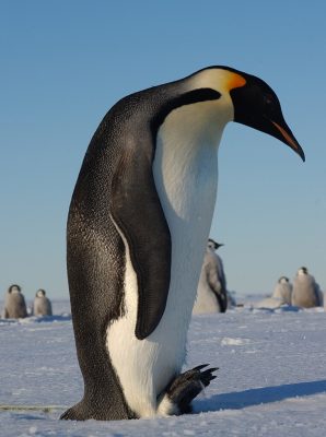 Emperor Penguin Animal Facts - Aptenodytes forsteri - A-Z Animals