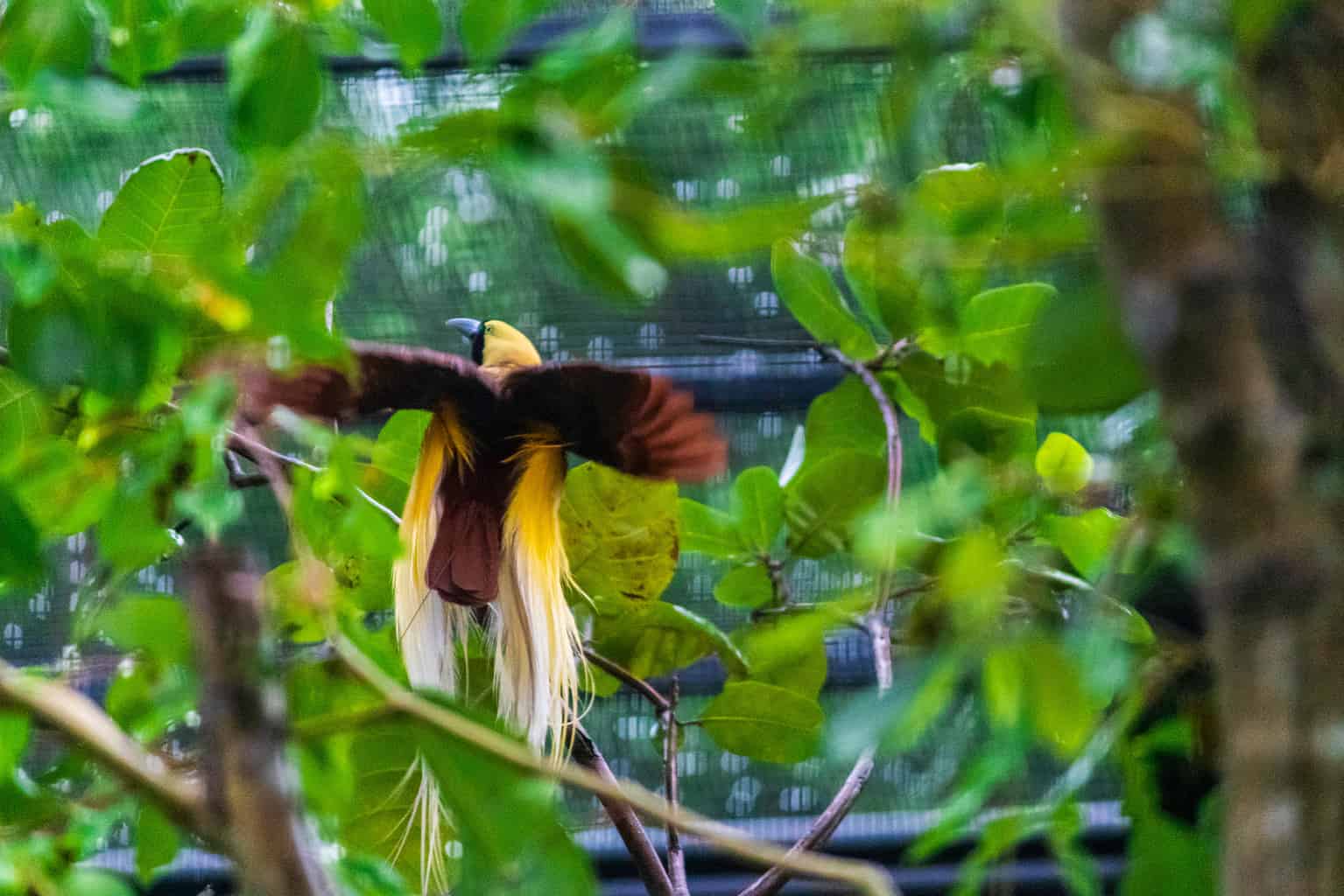 Bird of Paradise Animal Pictures | A-Z Animals