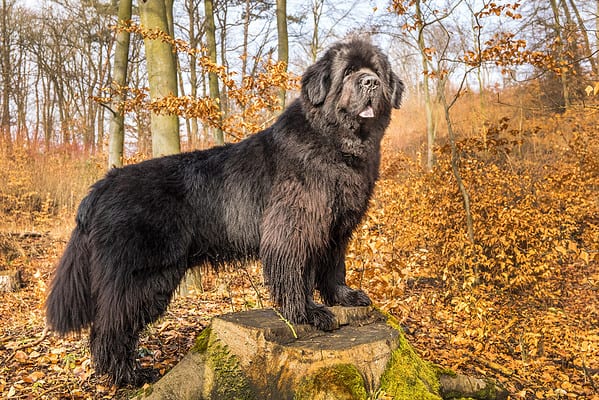 Newfoundland Lifespan: How Long Do Newfoundlands Live? - A-Z Animals