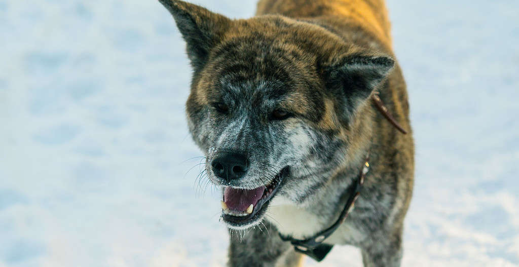 Akita Progression: Growth Chart, Milestones, and Training Tips - A-Z ...