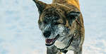 Akita Progression: Growth Chart, Milestones, and Training Tips - A-Z ...