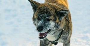 Akita Progression: Growth Chart, Milestones, and Training Tips - A-Z ...