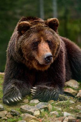 Bear Animal Facts - Ursidae - A-Z Animals