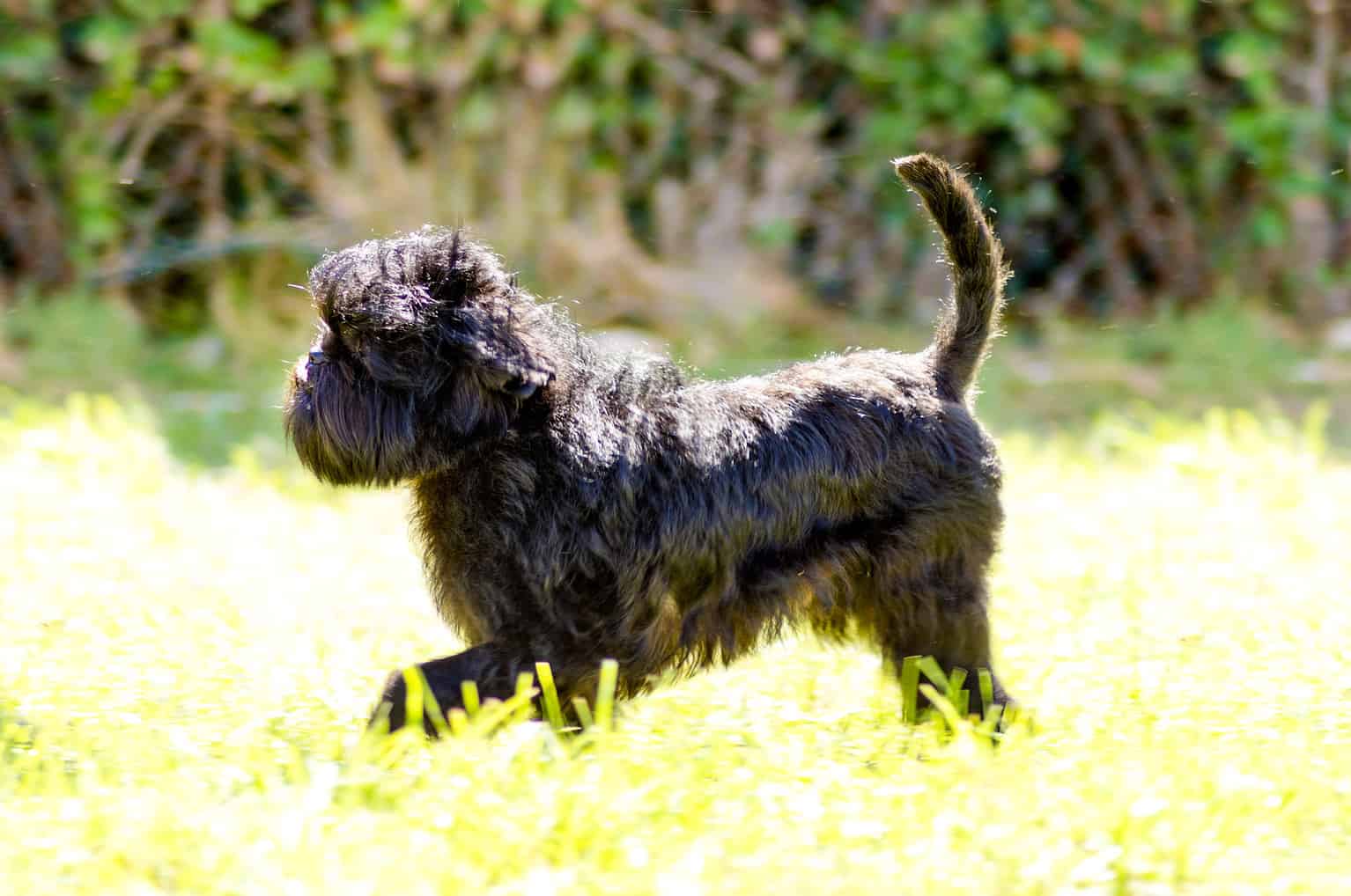 The 256 Best Black Dog Names for Females - A-Z Animals