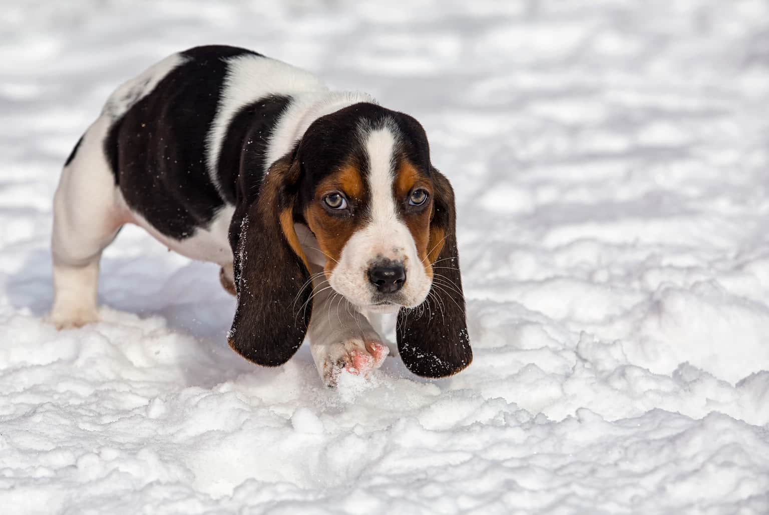 Basset Hound Quiz: Test What You Know! - A-Z Animals