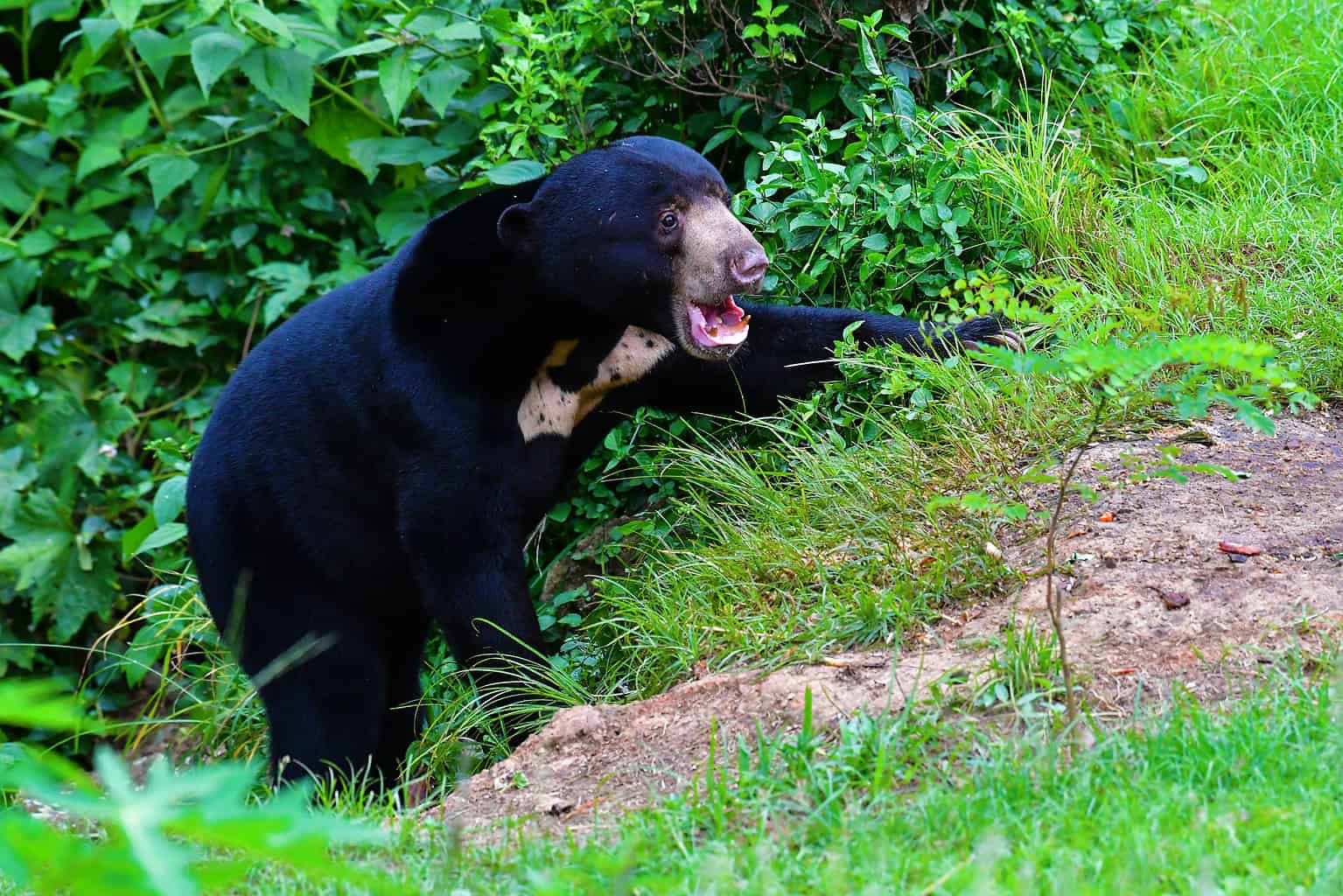 The Heartbreaking Lives of Moon Bears in Bile Farms and How You Can ...