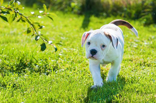 The 60+ Best Dog Names That Start With C - A-Z Animals
