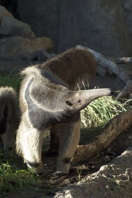 Anteater Animal Facts - Myrmecophagidae - A-Z Animals